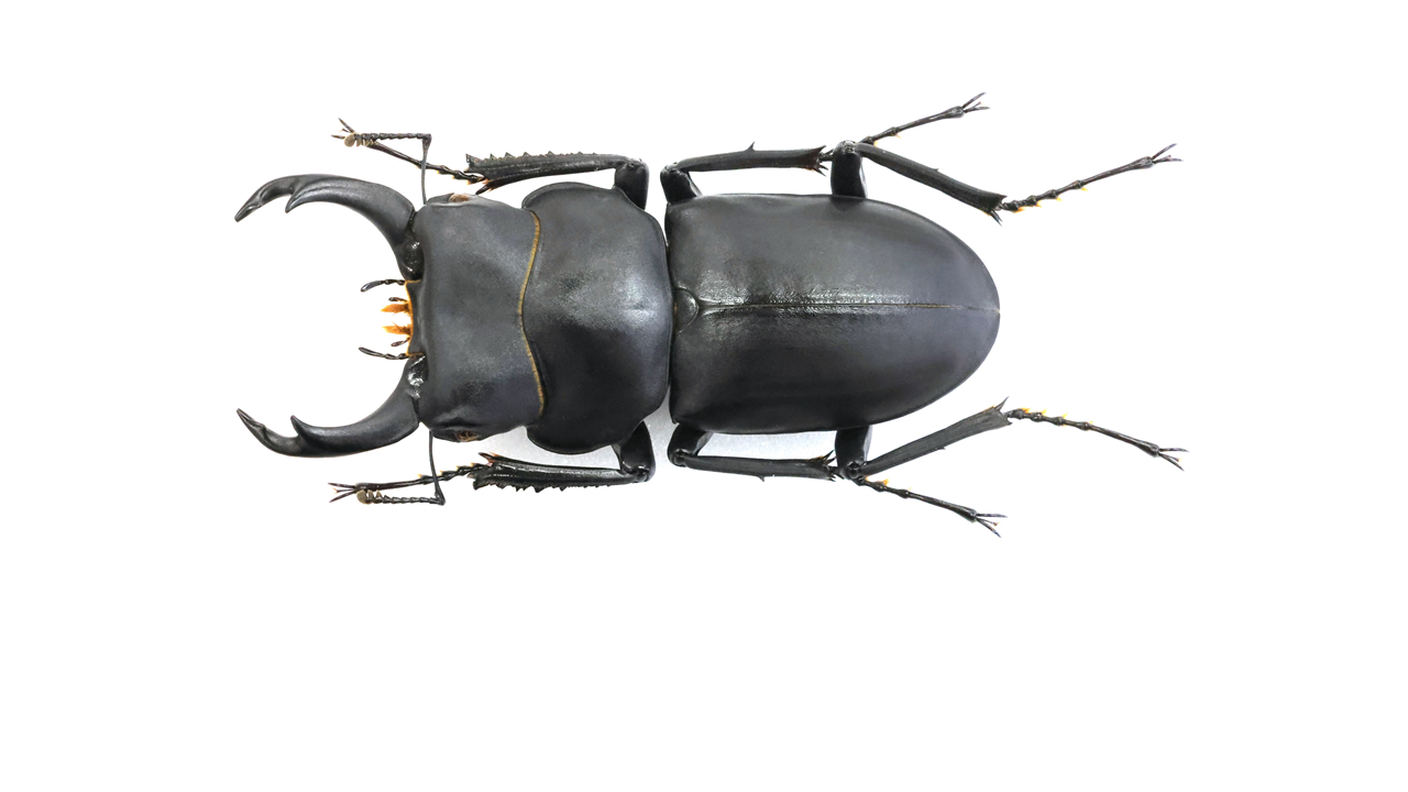 [ 54.8 ㎜ ]55の大台まで…あと少し | Project WILD MUSEUM クワガタ大図鑑